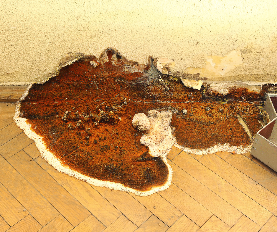 Reconnaître et traiter les mérules dans votre habitation - OPH